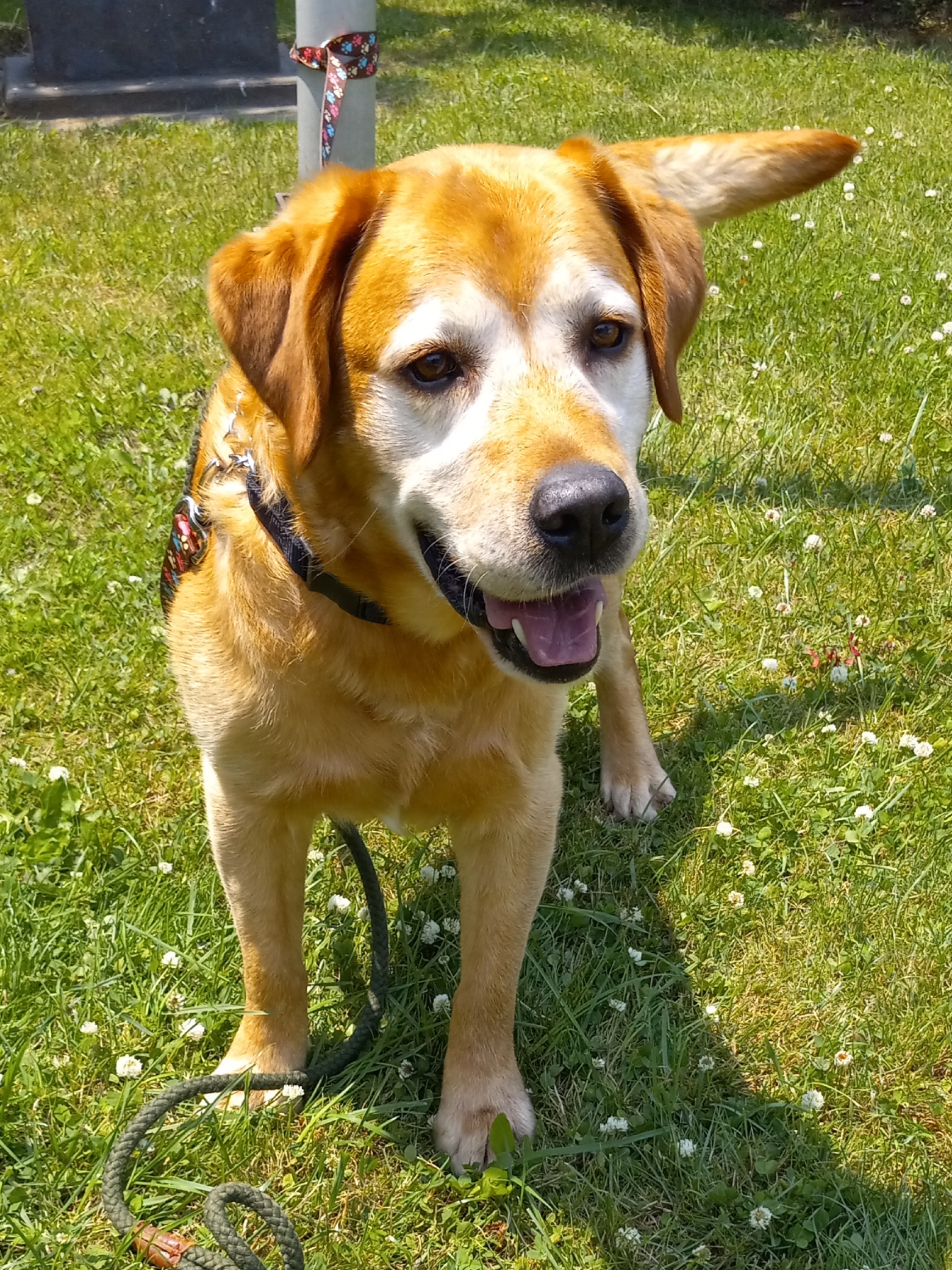 Toby Is NCCR Dog Of The Week | News, Sports, Jobs - Post Journal